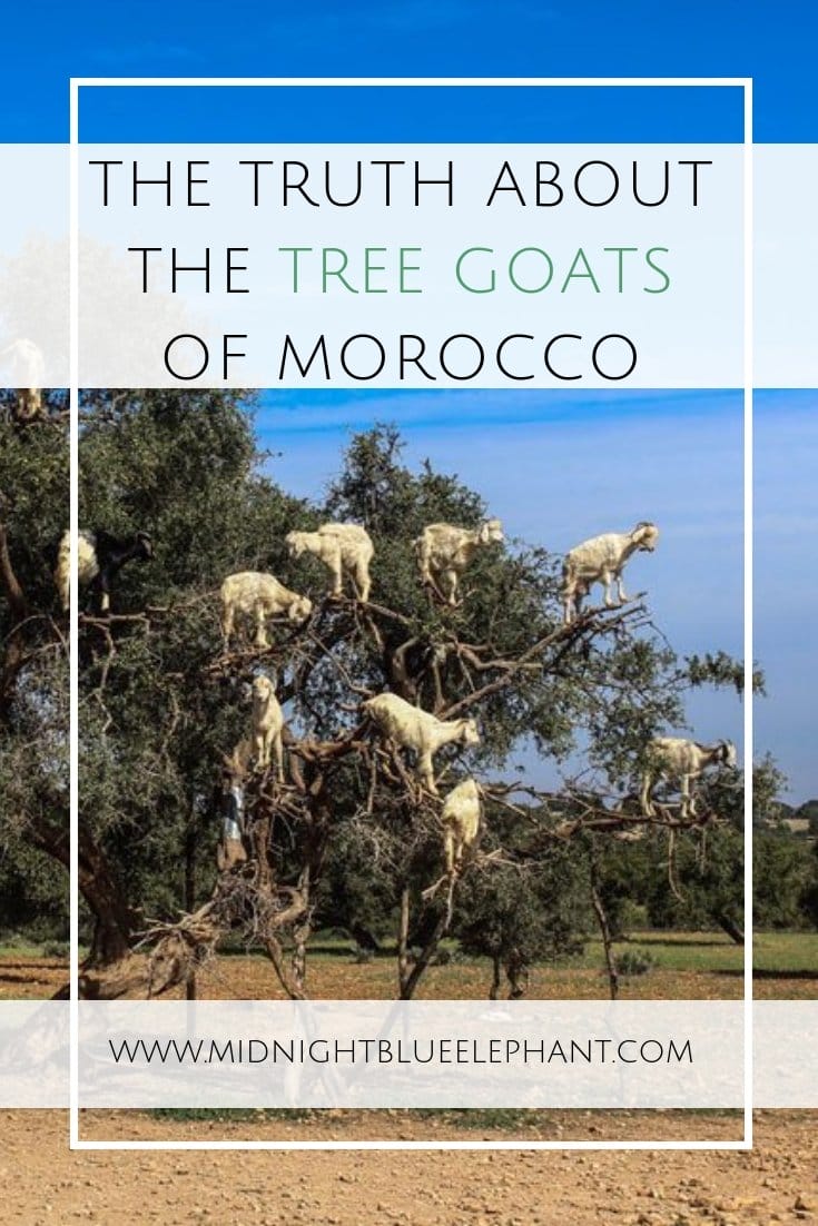 The truth about goats in trees, Morocco | The Midnight Blue Elephant