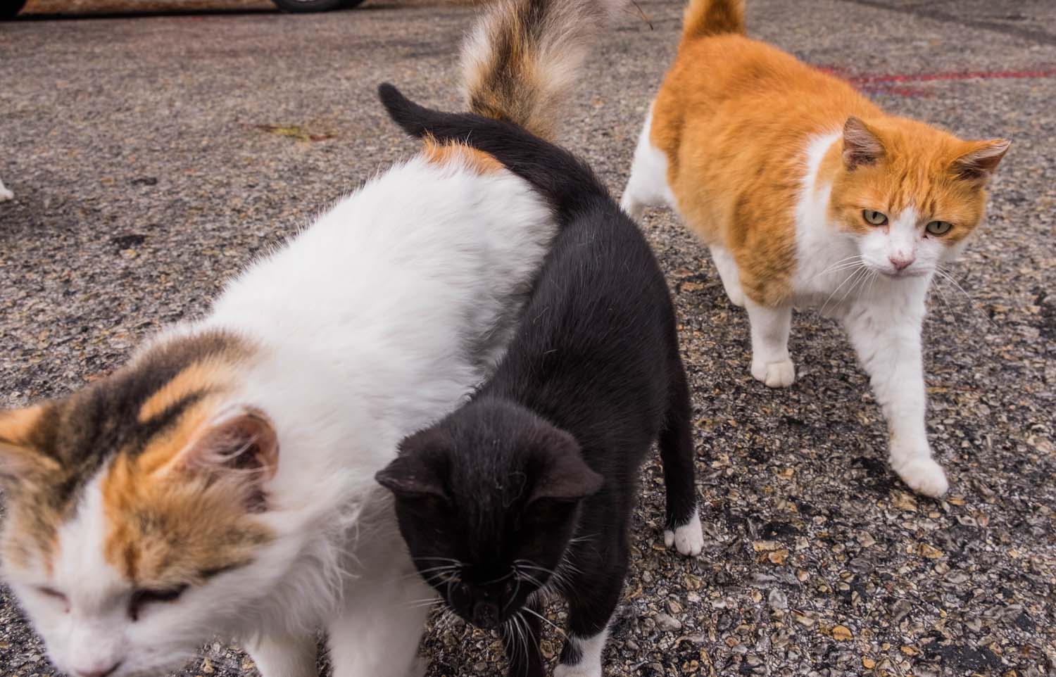 The best Greek island there is - Alonissos, Greece.