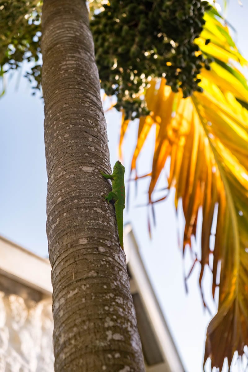 A Mermaid's Guide to Diving in Mauritius. - The Midnight Blue Elephant